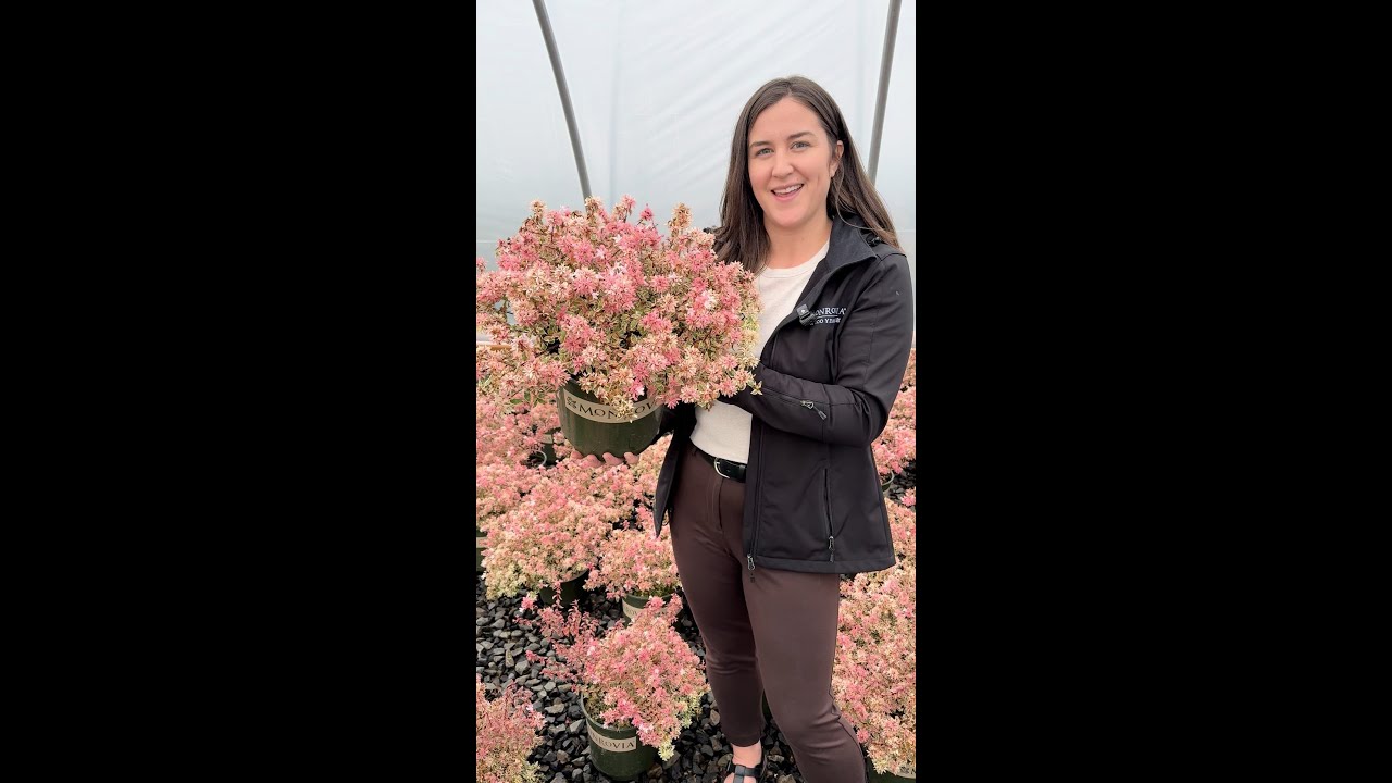 Angel’s Blush® Abelia | Soft Pink Color All Fall 💗 - YouTube