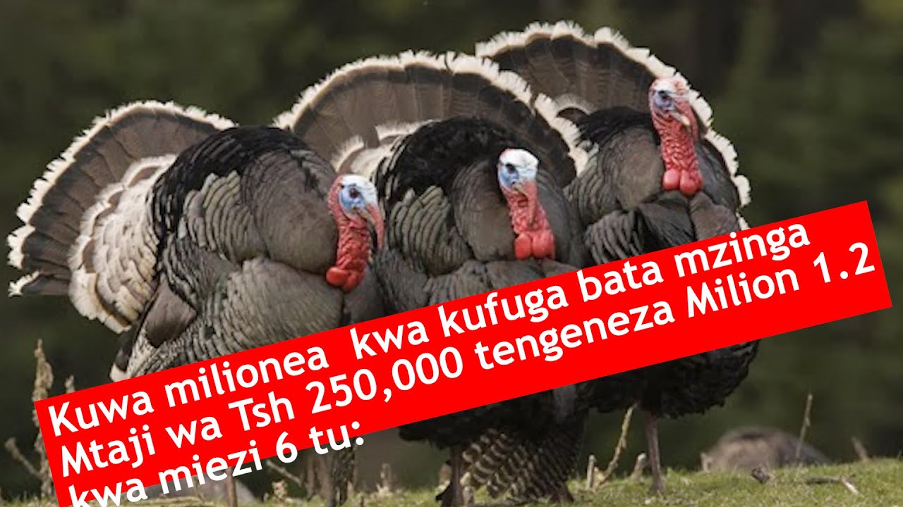 Kuwa Milionea kwa kufuga bata mzinga/ mtaji mdogo faida kubwa ndani ya ...