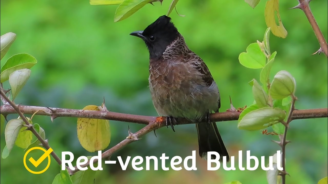 Birds of the Indian Subcontinent; Red-vented Bulbul (बुलबुल) - YouTube