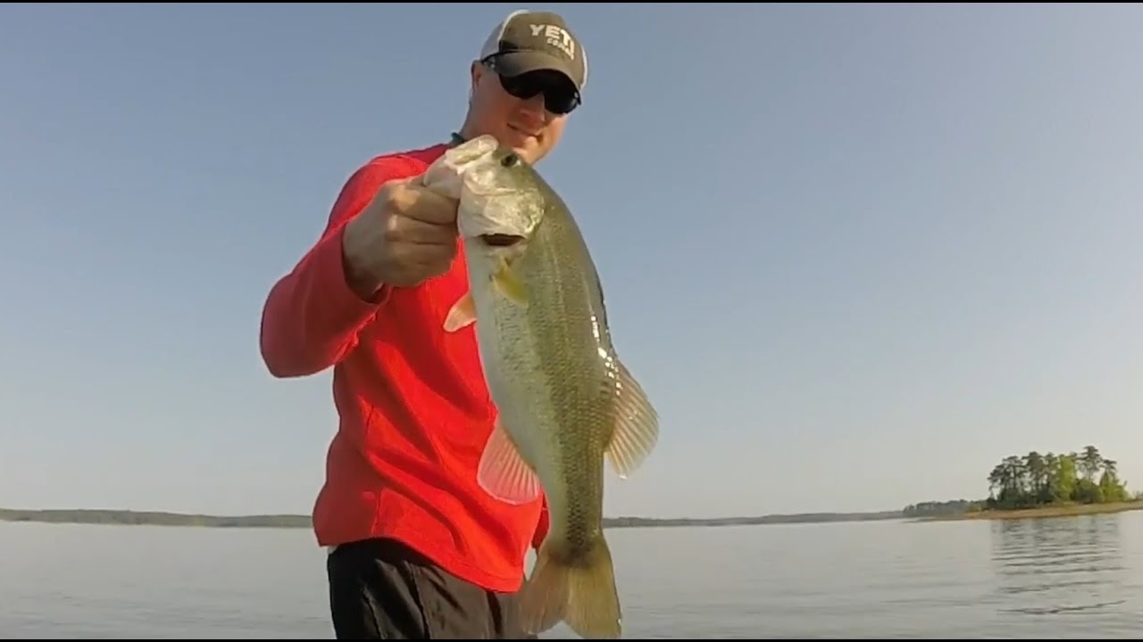 Catching PIGS on Clarks Hill Bass Fishing - YouTube