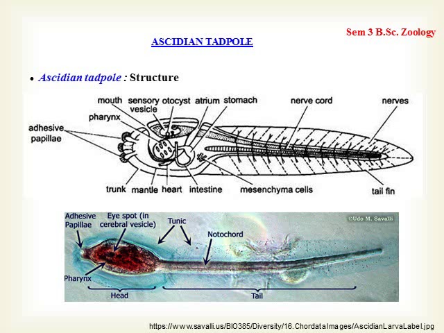 Urochordata Larva