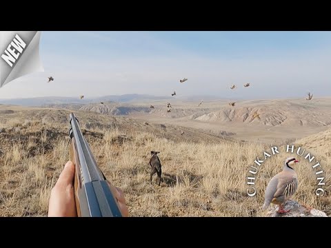 Yavru Drahthaar ile Muhteşem Keklik avı | охота на кеклика | Chukar Hunting
