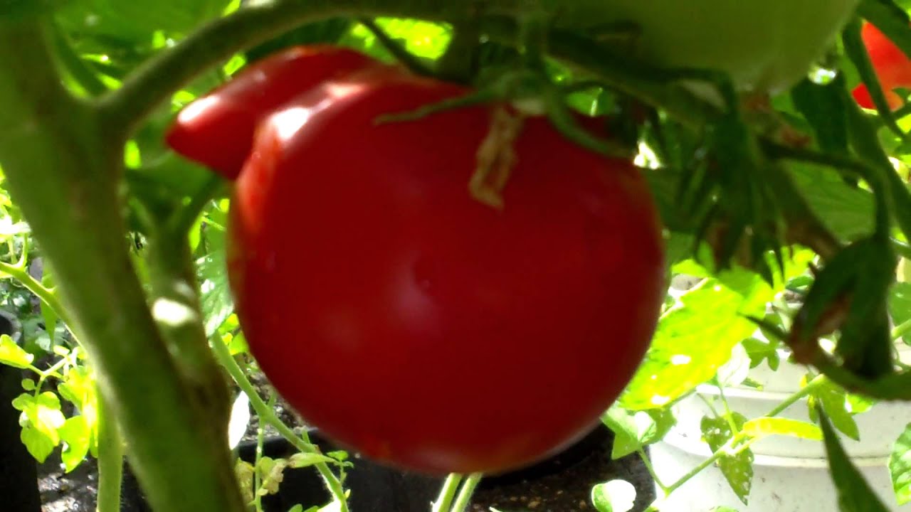 PlantProfile : Super Fantastic Tomato - YouTube