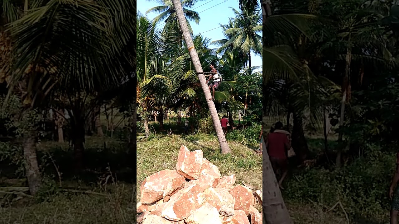 Coconut tree Cutting Process 2 YouTube coconut-tree-cutting-process-2-youtube