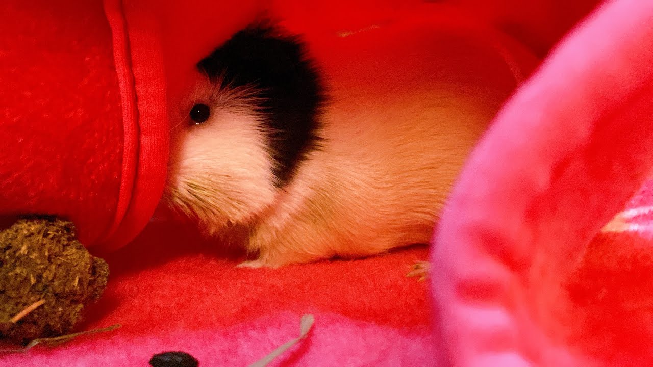 SLEEPING BEAUTY SALLY PURS ON 💖🌈🐹 - YouTube