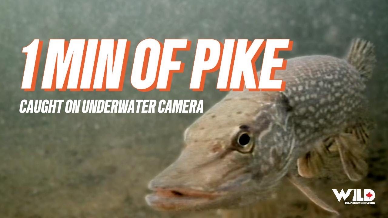1 Minute of Pike on Underwater Camera - YouTube