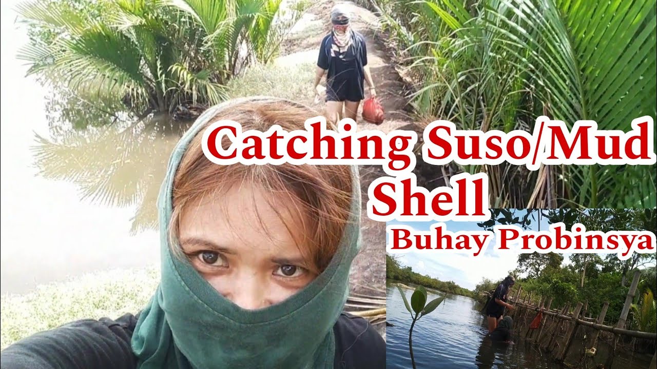 Buhay Probinsya//Catching Suso Mud Shell - YouTube