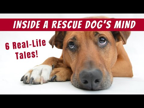 Is Your Rescue Dog Stressed? How They REALLY Feel After Adoption (Real Life Examples!)