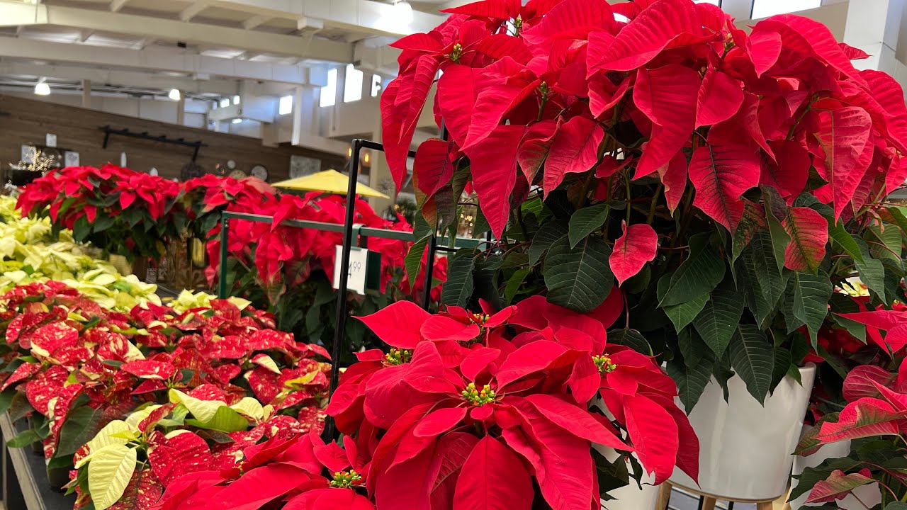 NOCHEBUENAS/Ponseitta/ Flor de Pascua/ Pastora / Euphorbia Pulcherrima ...