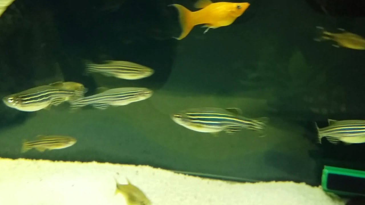 Zebra fish /Zebra Danio Rario - YouTube