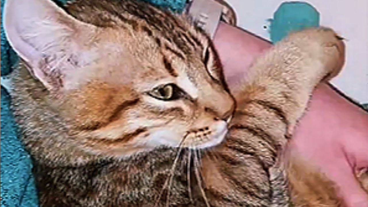 This Cat Was Too Scared to Move – 3 Months Later, You Won't Recognize ...