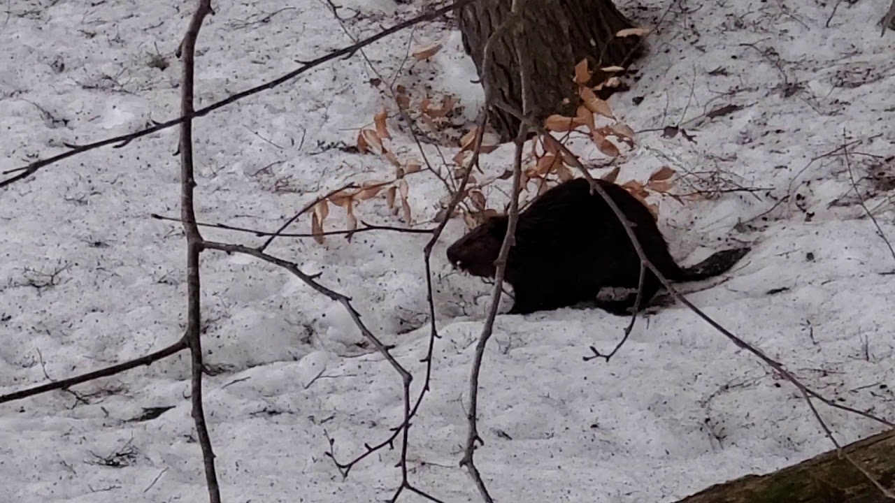 Beaver dragging beech tree - YouTube