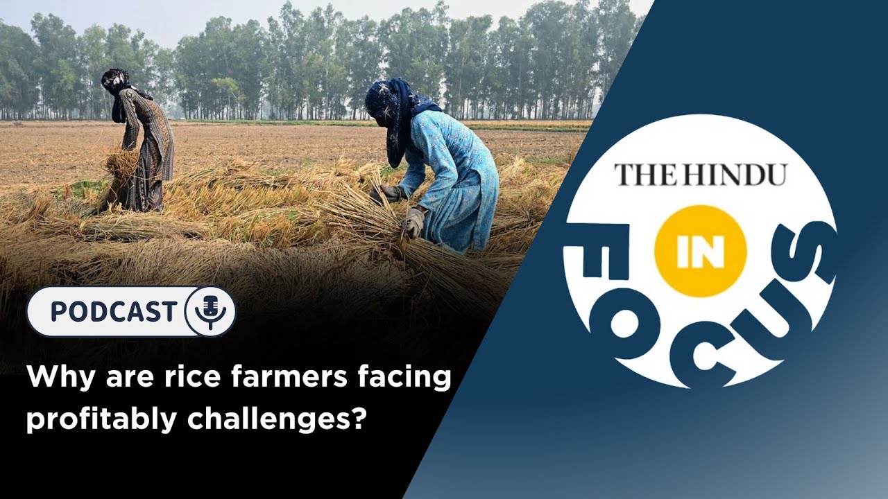 Why are rice farmers facing profitably challenges? | In Focus podcast ...