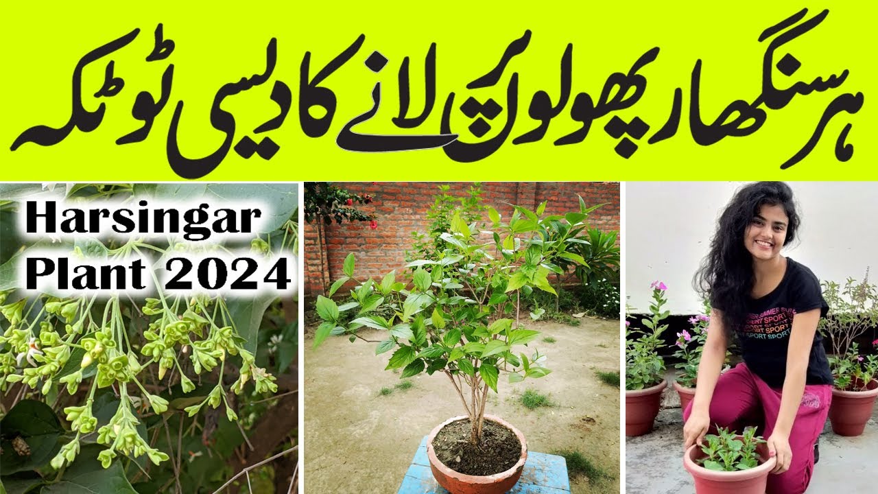 harsingar plant kaise lagaye | haar shingar plant update 2024 - YouTube