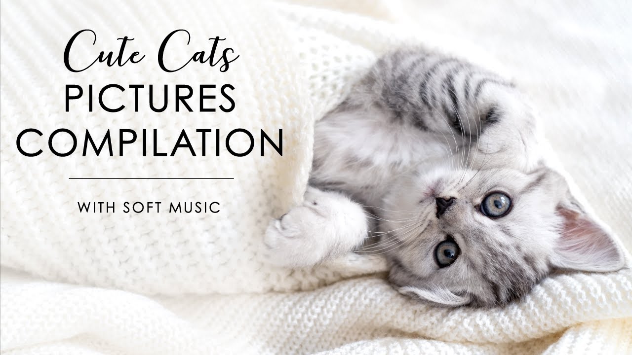 Cozy Kittens and Cute Cats Pictures Compilation #3 | Aww Animals # ...