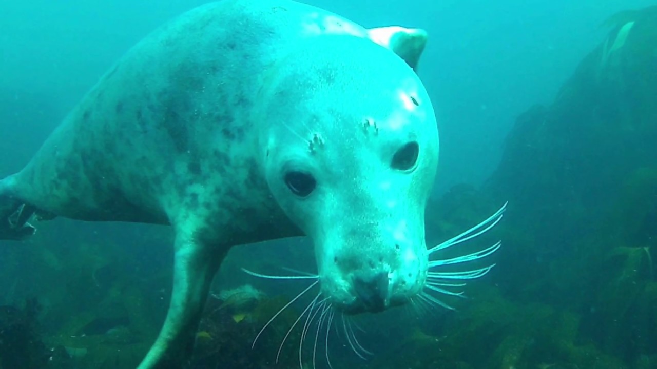 Dive trip to the Scilly Isles - August 2018 - YouTube