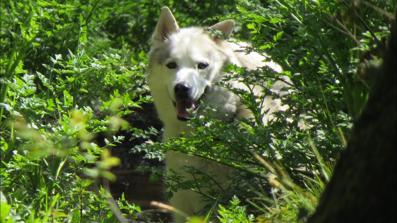 DOGS in the BOG ~ Besties having fun ~ HUSKY and GERMAN SHEPHERDS ...