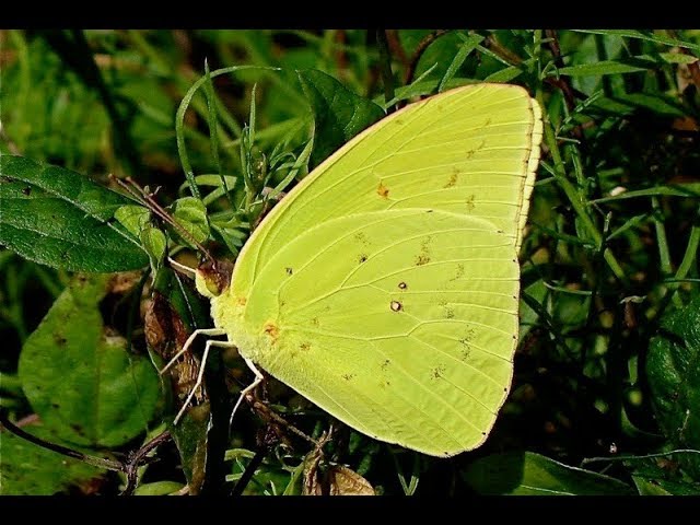 Clouded Sulphur Larva Orange Sulphur Butterfly: Identification, Facts,