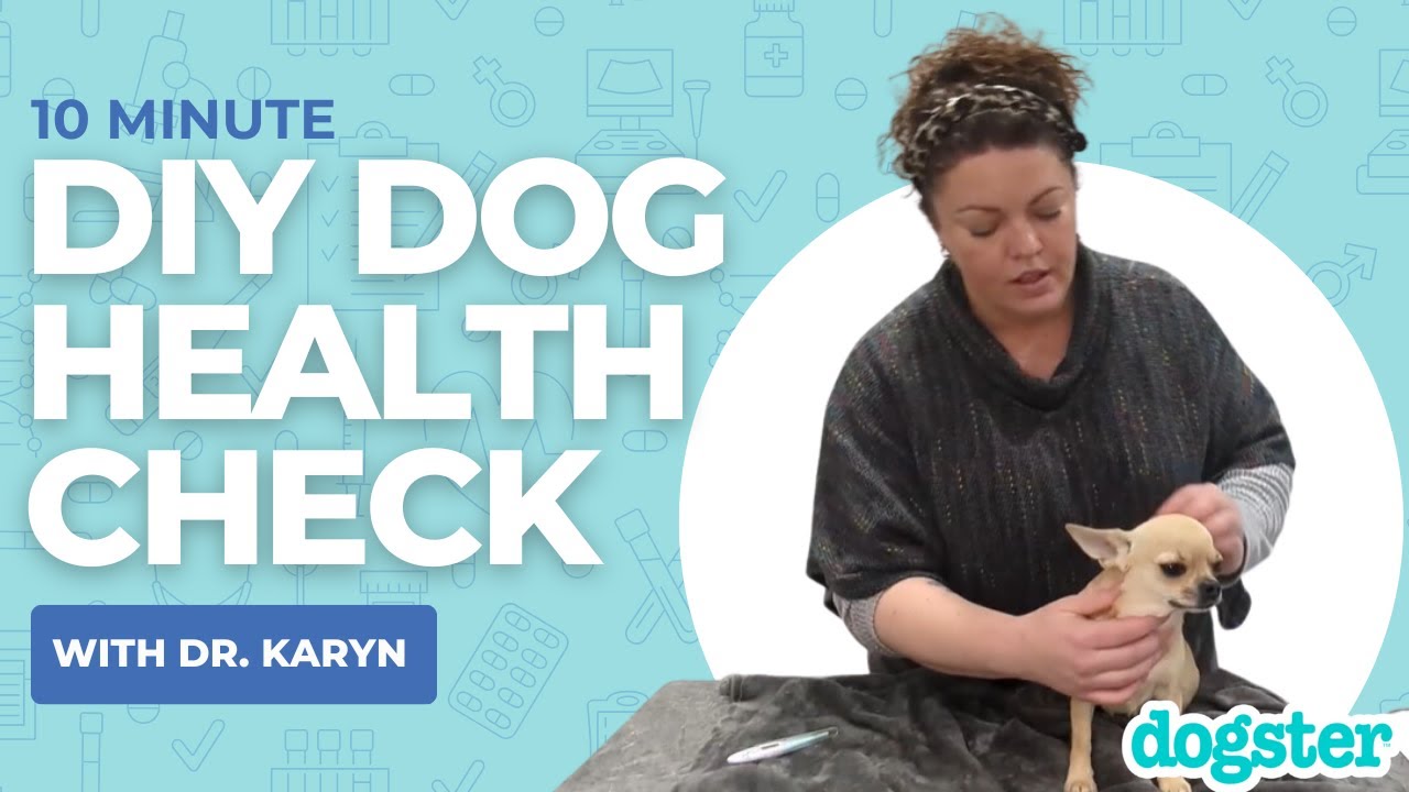 How To Do a Dog Health Check At Home - YouTube