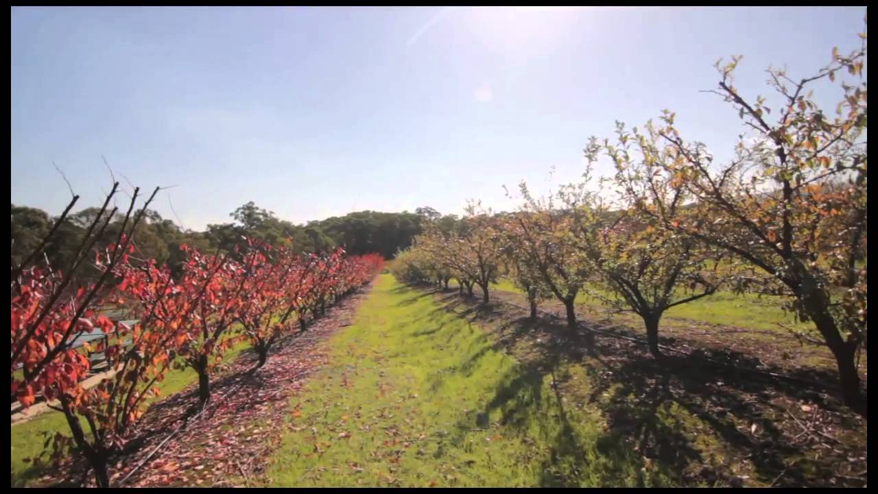 Rayners Orchard - Melbourne's Yarra Valley - YouTube