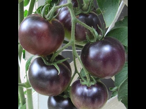 Genetically modified purple tomatoes heading for shops - YouTube