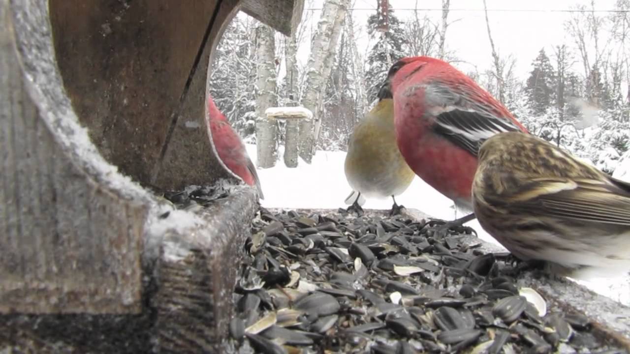 Winter finches in northern Ontario - YouTube