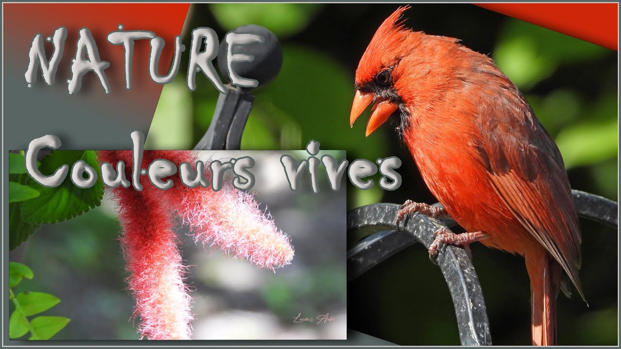 Nature - Couleurs vives / Nature - Bright colors - Nikon Coolpix P1000 ...