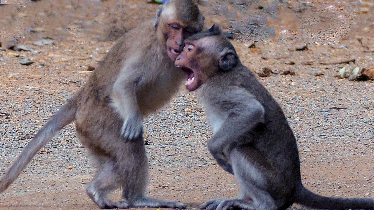 4K Quality Monkey Scenes | Monkey Family Beautiful Footage Ep 118 - YouTube