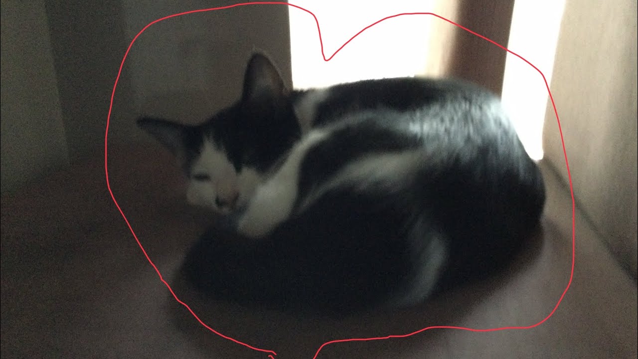 O gato Zzz - YouTube