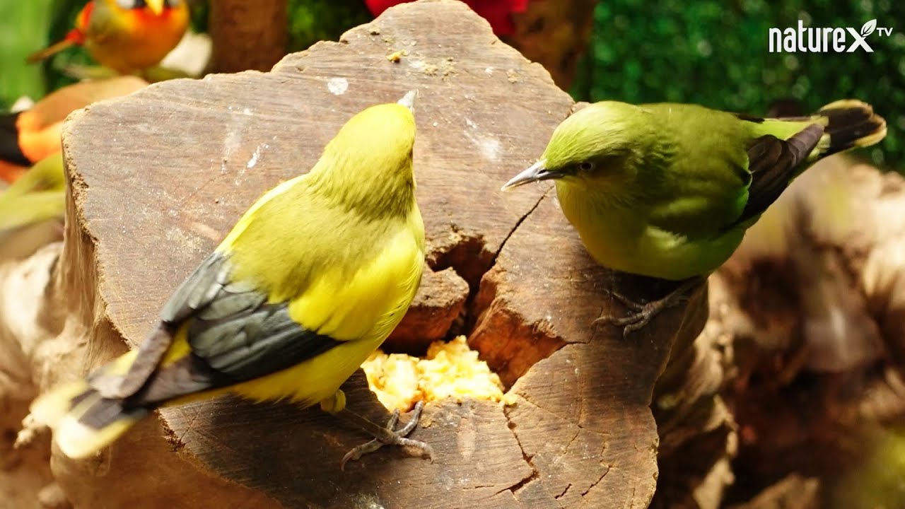 Scenic Bird Sounds of Nature 🕊️ Birds Chirping in the Morning and ...