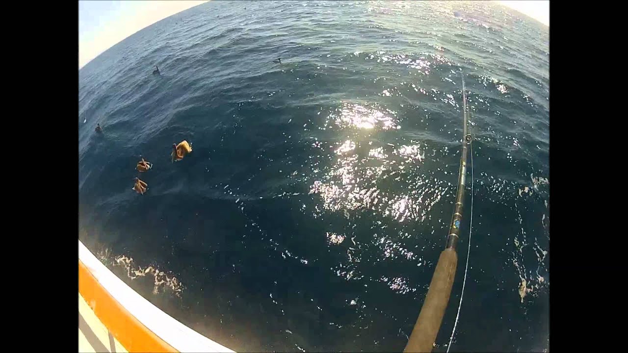 SeaForth: Red Rock Fish San Diego - YouTube