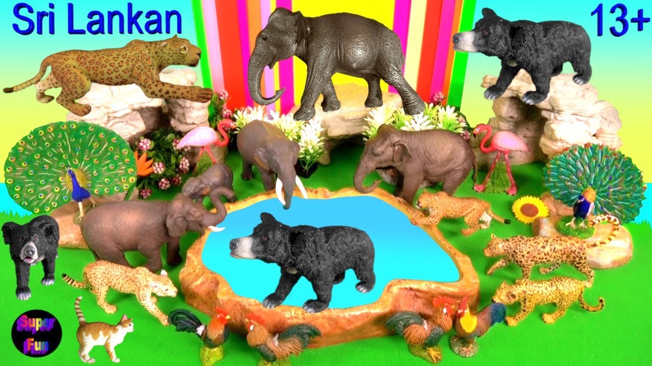 Sri Lankan Wild animals - Elephant, Leopard, Sloth Bear, Jungle fowl ...