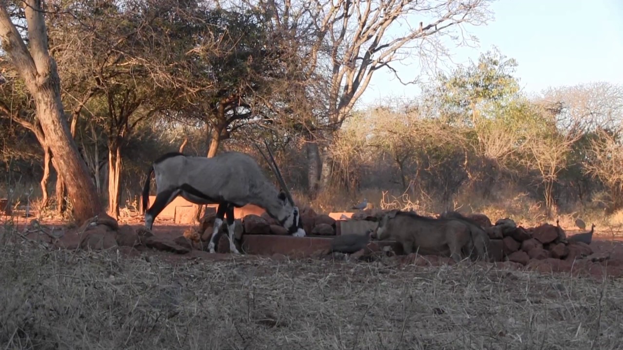 Gemsbok (Oryx) - Cow - YouTube