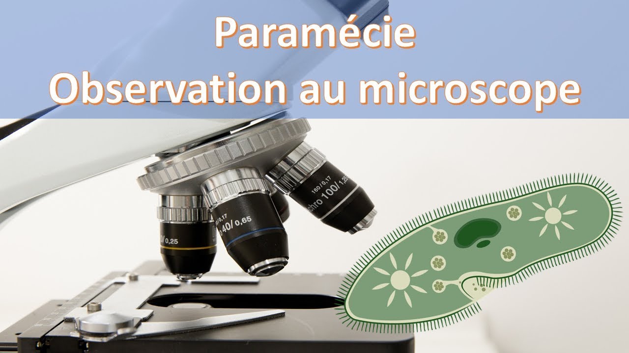 PARAMÉCIE : COMMENT OBSERVER AU MICROSCOPE? - YouTube