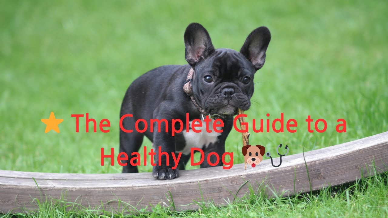 Ultimate Dog Health Guide 2025 🐶 | Grooming, Nutrition, Behavior ...