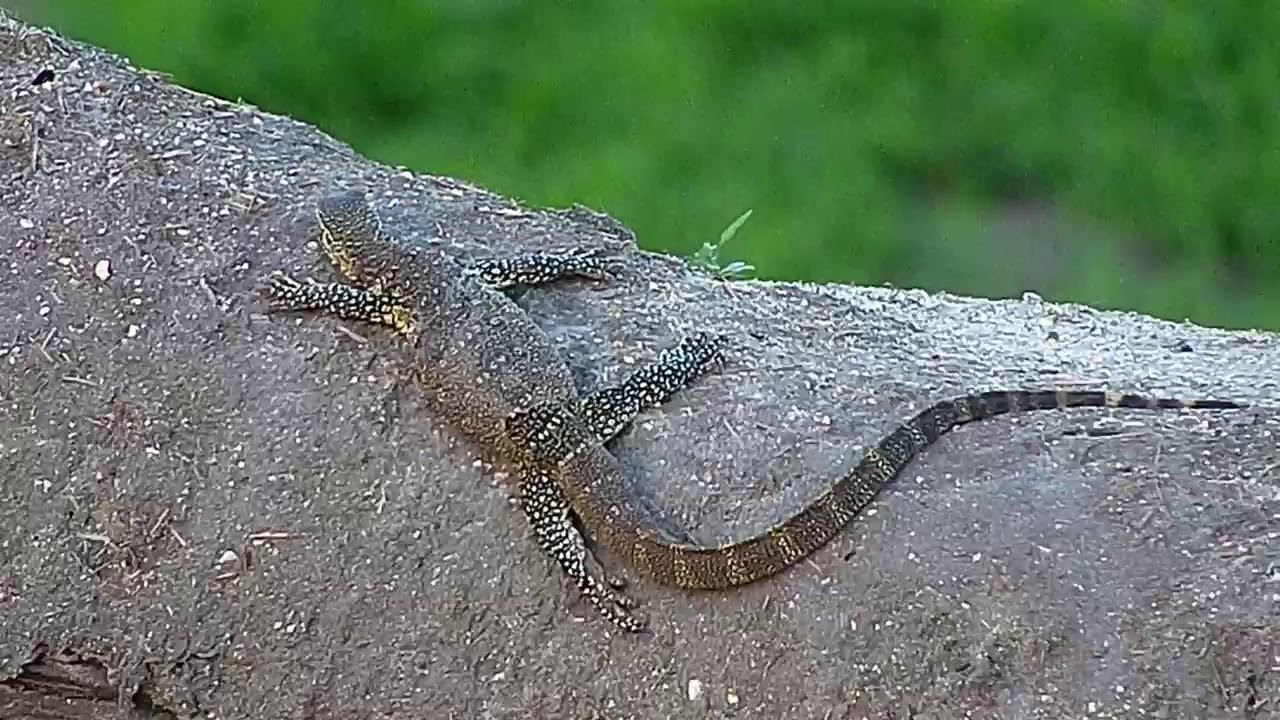 Djuma: Water Monitor Lizard - 17:47 - 12/14/19 - YouTube