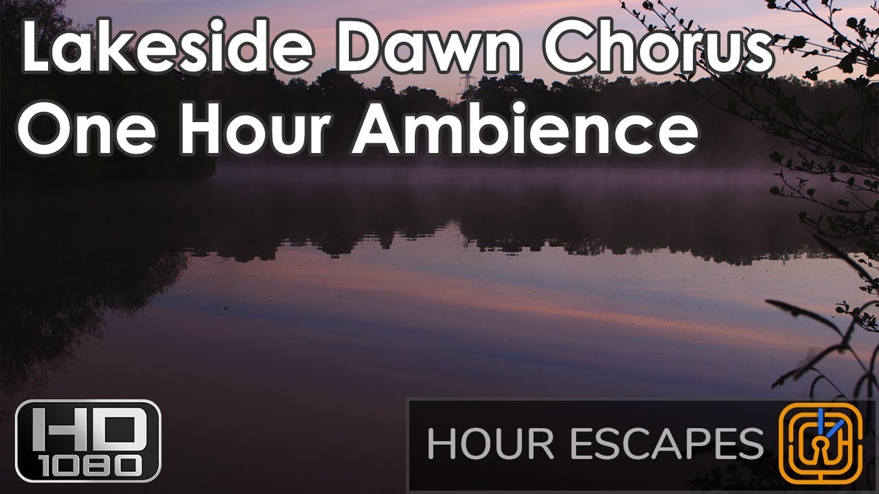 HD Devon Dawn Chorus - One Hour Ambient Video & Sound - YouTube