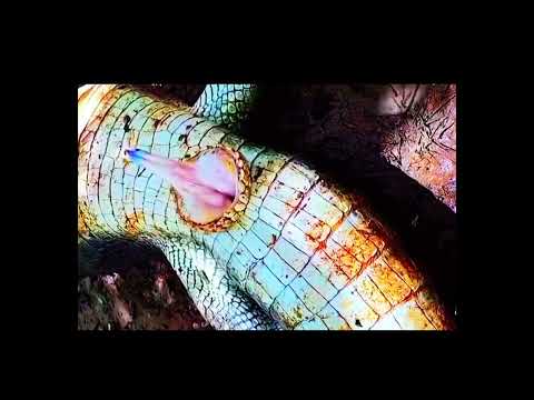 Crocodile Mating | Crocodile