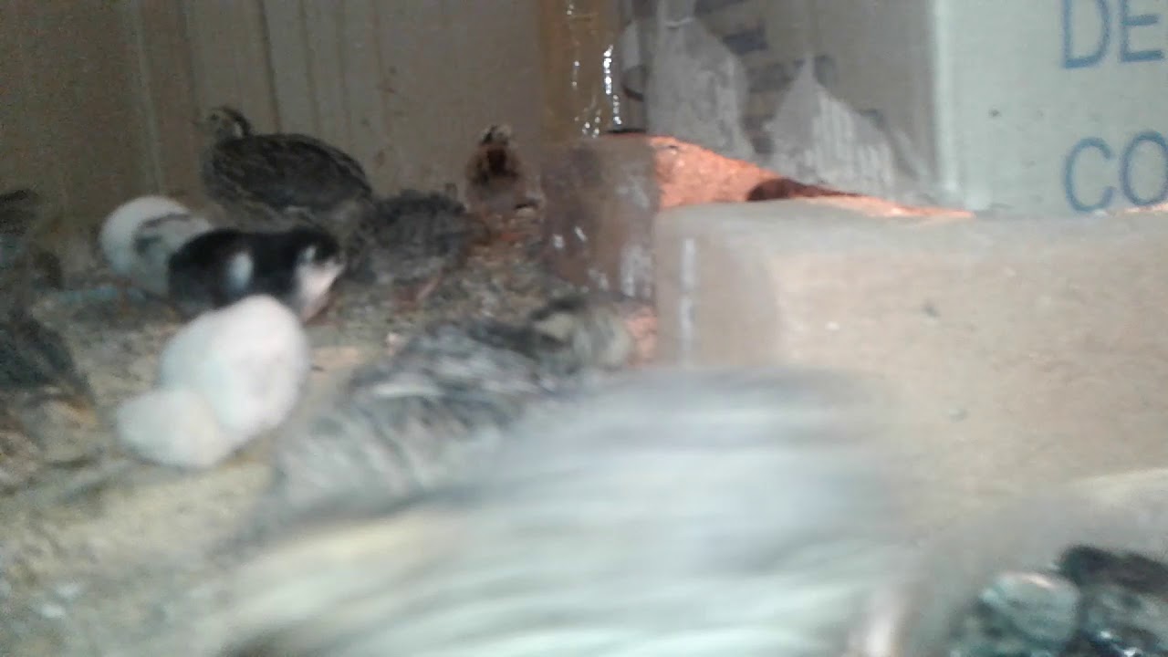 GUNDURU CHIAN ( QUAIL BATER CHICKS ) - YouTube