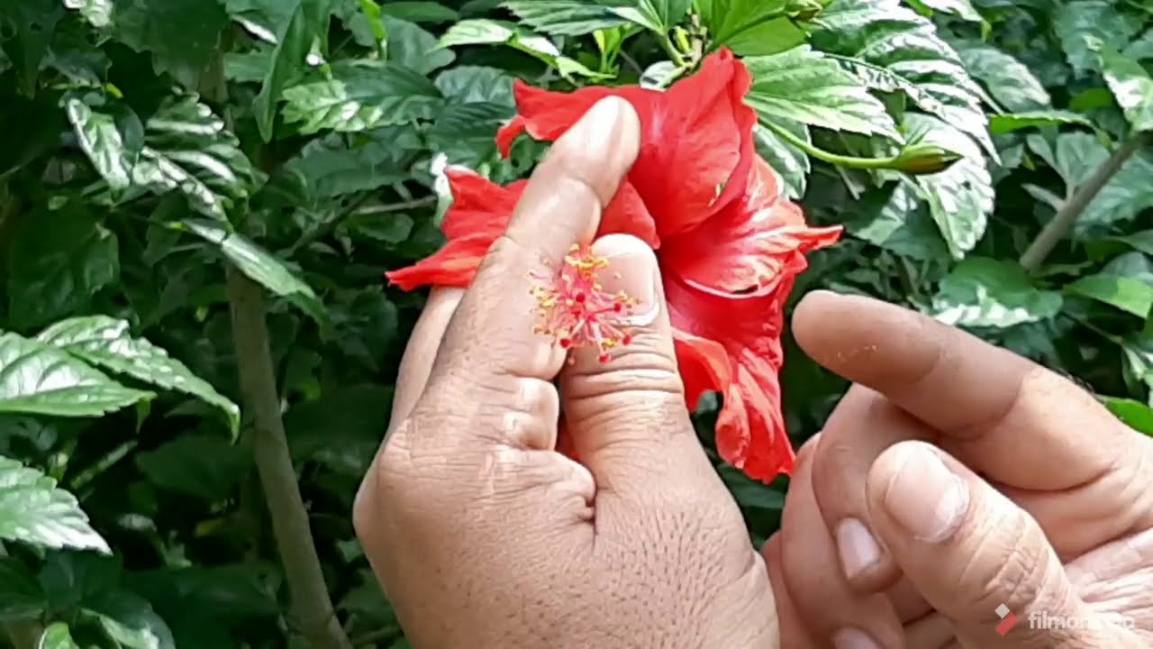 Types of Pollination @ Autogamy , Geitenogamy and Xenogamy Cl XII CBSE ...