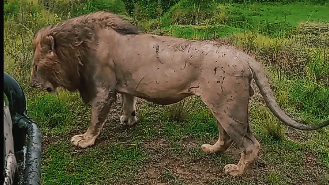 Muwaji (Son of Legendary Morani Male Lion) after Being Chased by ...