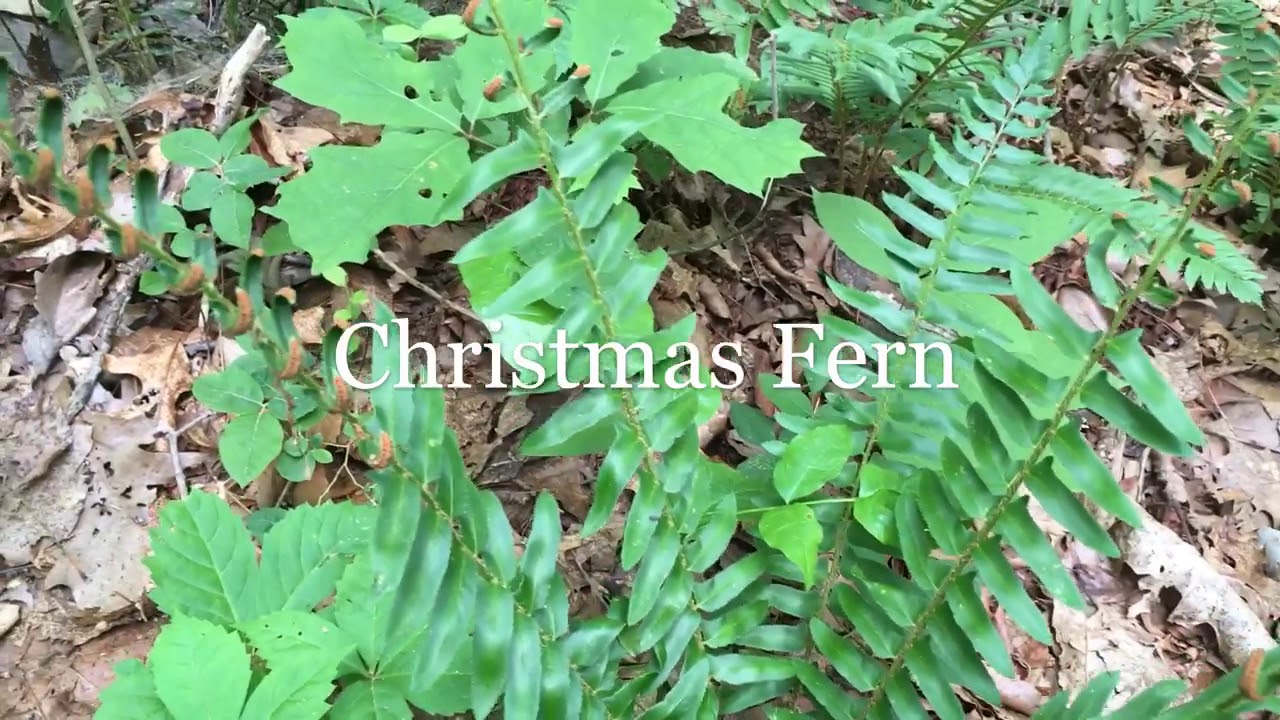 Ferns - YouTube