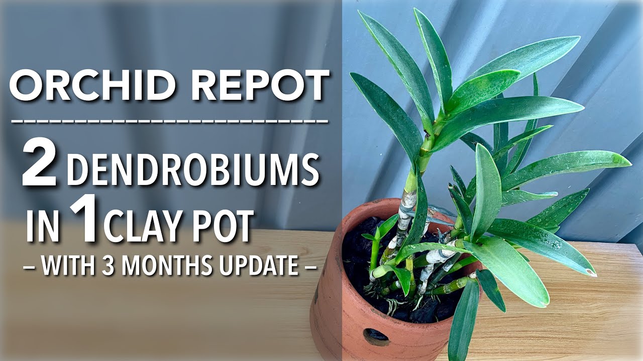 ORCHID REPOT: Two Dendrobiums in One Clay Pot Using Charcoal, Bark ...