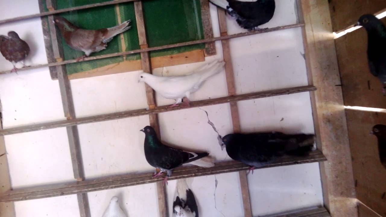 Nikolajevski Pigeon in SERBIA - YouTube