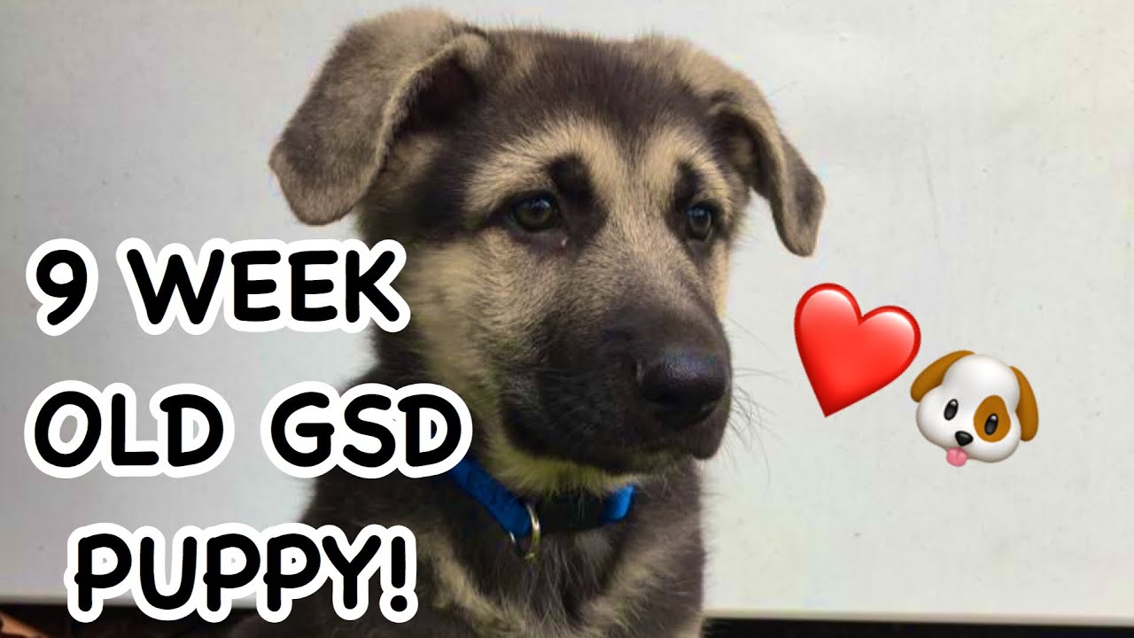 9 WEEK OLD GERMAN SHEPHERD PUPPY! - Simba the GSD - YouTube