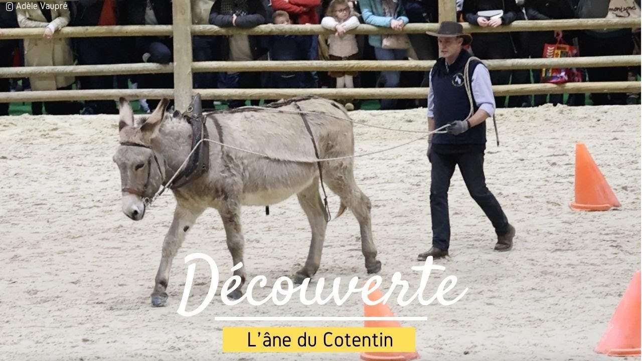 [DECOUVERTE] L'âne du Cotentin - YouTube