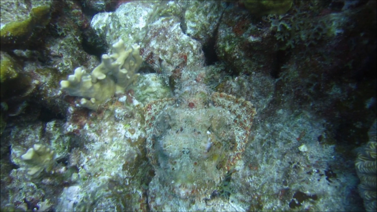 Poisson pierre - YouTube