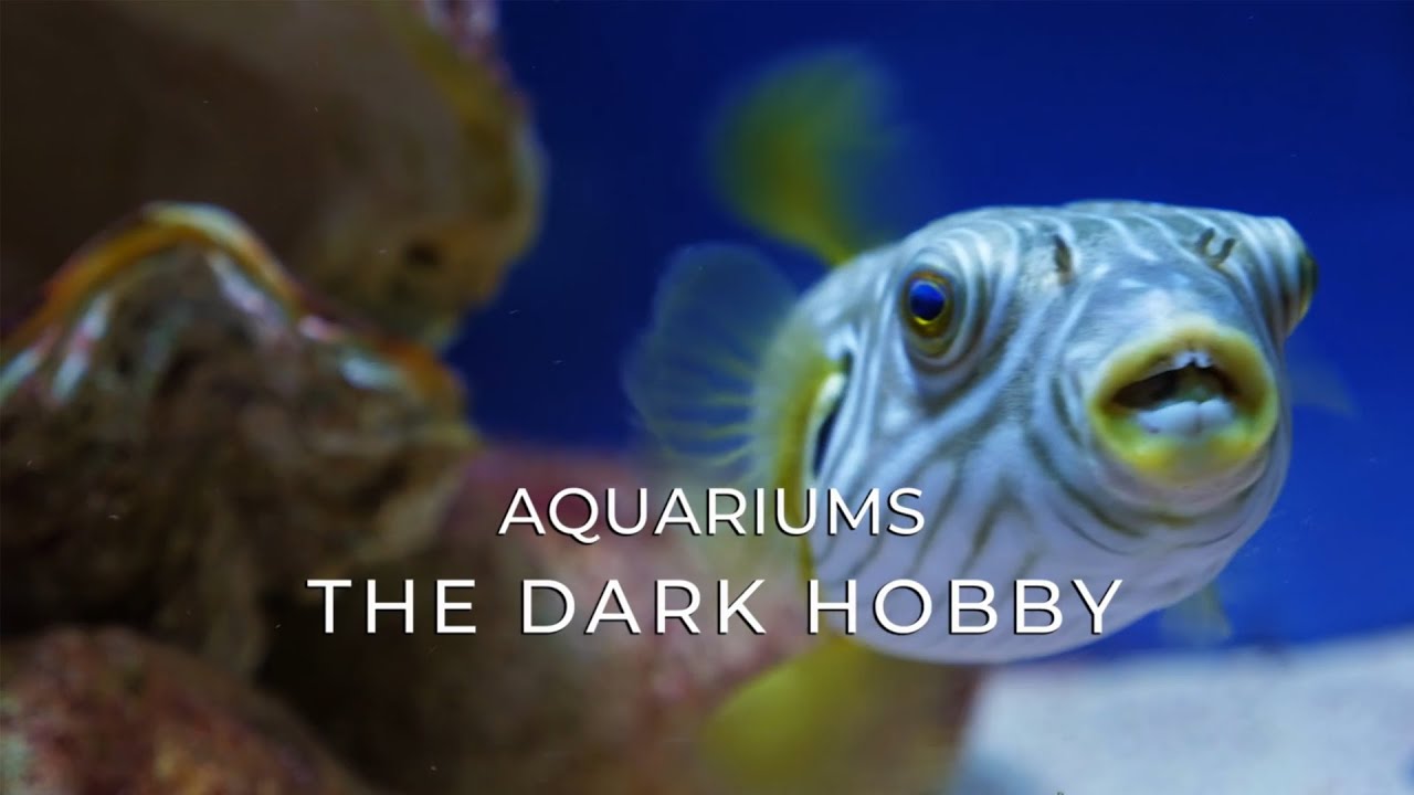 Aquariums: The Dark Hobby | Trailer - YouTube