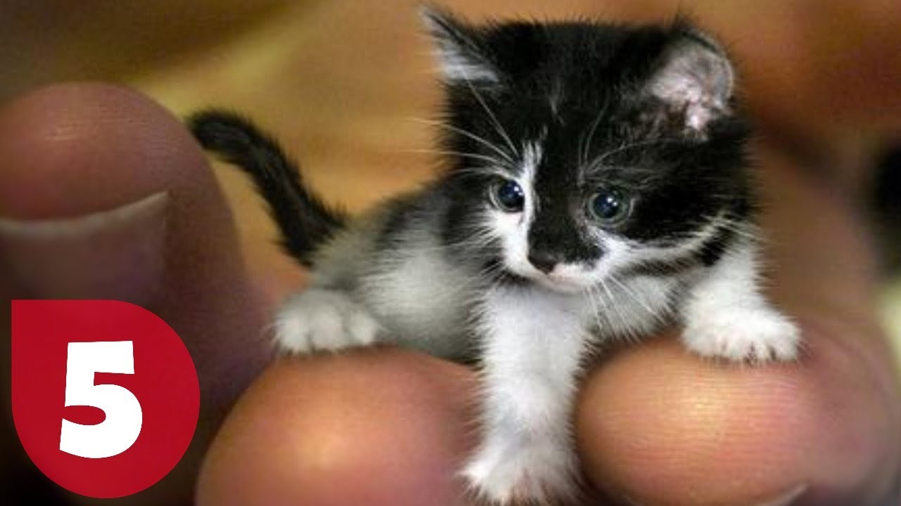 Gatti PIU' PICCOLI DEL Mondo! - YouTube