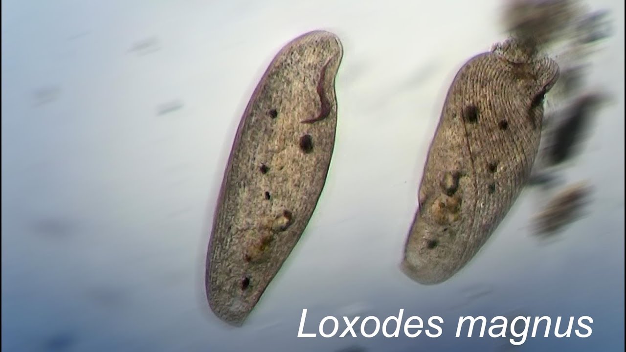 LOXODES MAGNUS - YouTube
